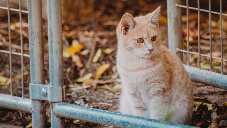 Best Cat Cages for Indoor Use in 2022 | Crates & Playpens