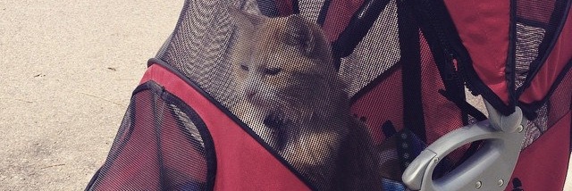 5 Best Cat Strollers in 2022 | Reviews & Buyer's Guide