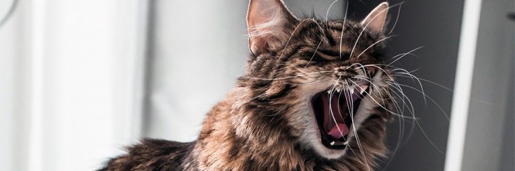 Gum Disease in Cats | What are Periodontitis & Gingivitis?