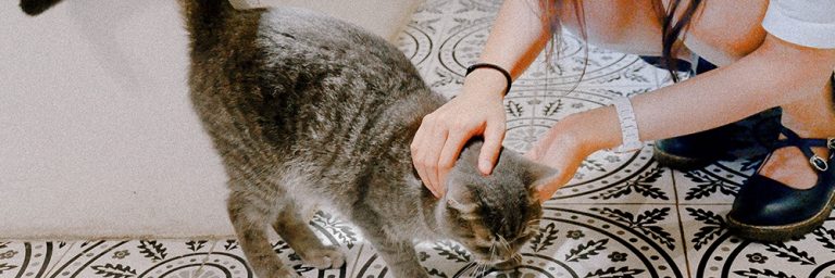 Why Is My Cat Not Eating 5 Reasons Why You Should Visit A Vet why-is-my-cat-not-eating-5-reasons-why-you-should-visit-a-vet