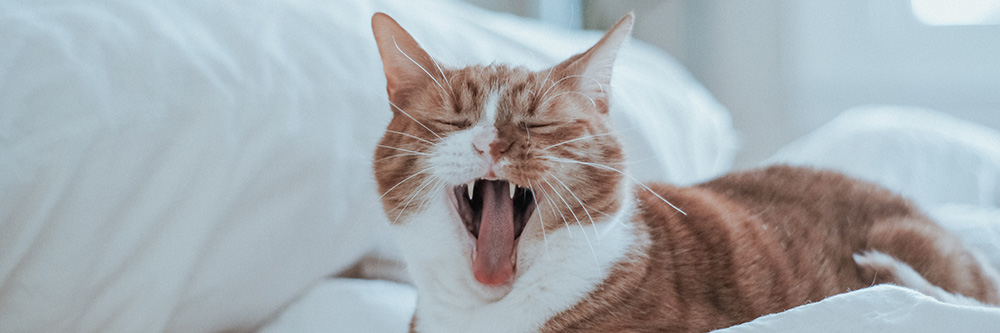 Why Is My Cat Sneezing? Should I Be Worried | Advice From A Vet