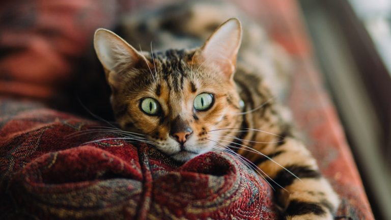 Heavy Breathing in Cats: Causes, Concerns & Actions to Take